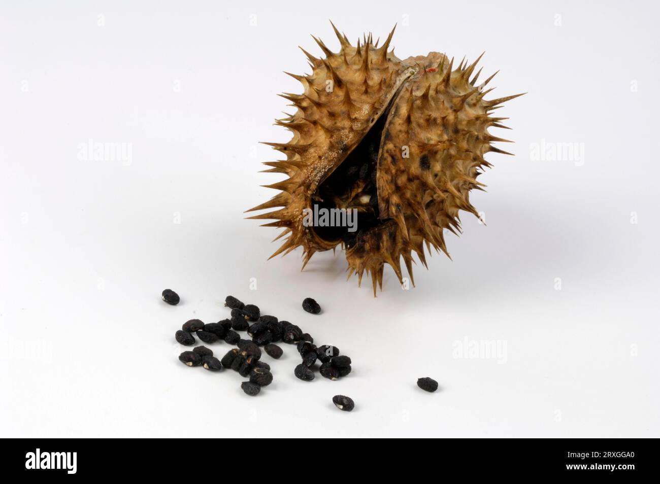 Thorn Apple seeds, white Jimson Weed (Datura stramonium), fruit bunch ...