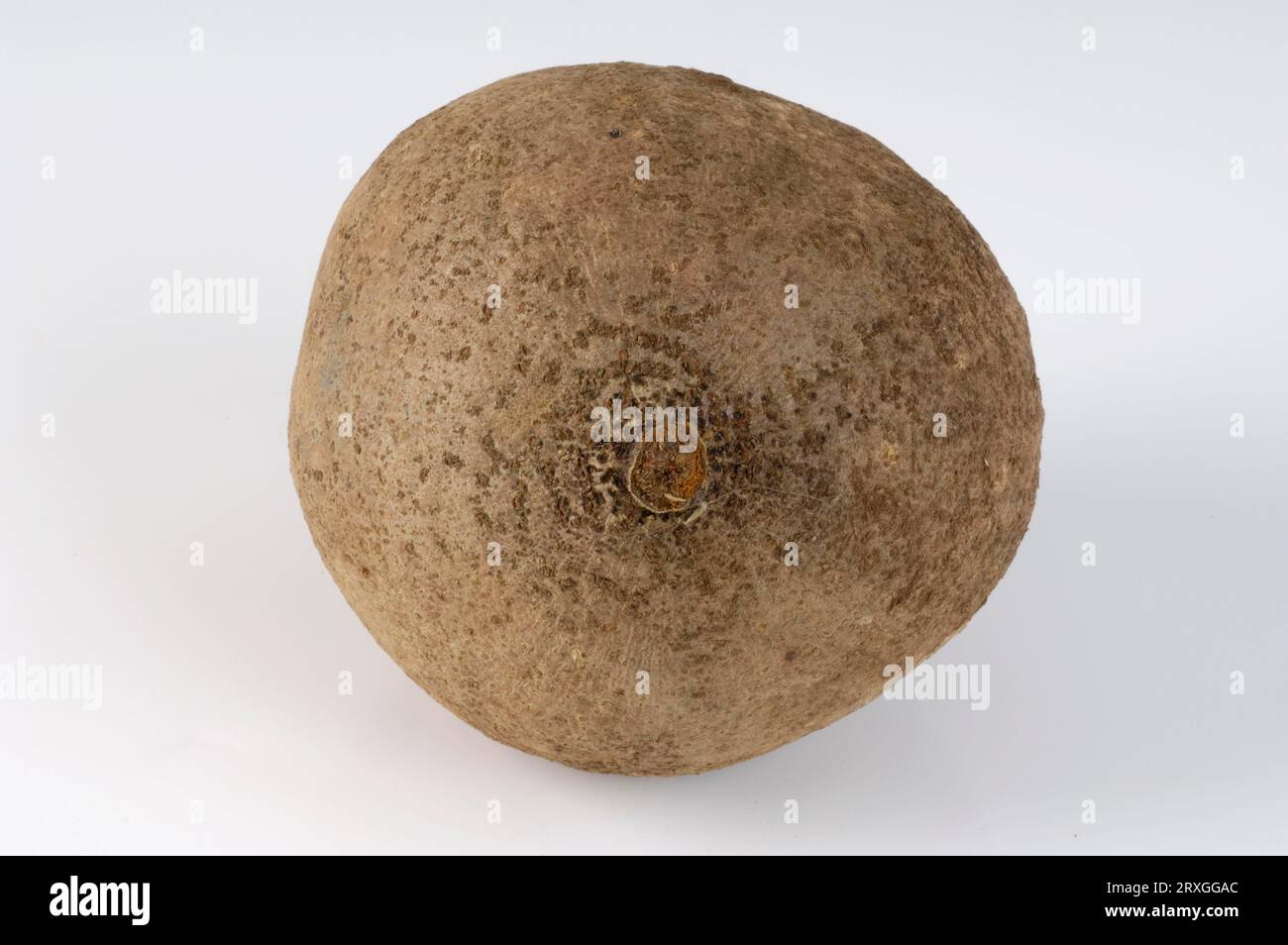 Mamey Sapote (Pouteria sapota) (Sapotaceae Stock Photo - Alamy