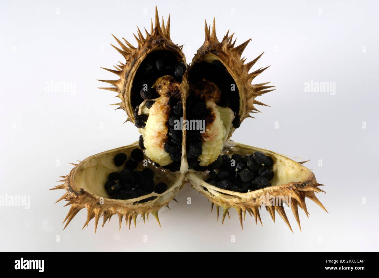 Thorn Apple seeds, white Jimson Weed (Datura stramonium), fruit bunch ...