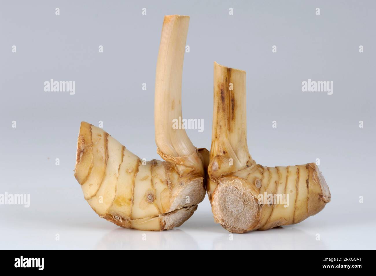 Greater galangal root (Alpinia galanga Stock Photo - Alamy