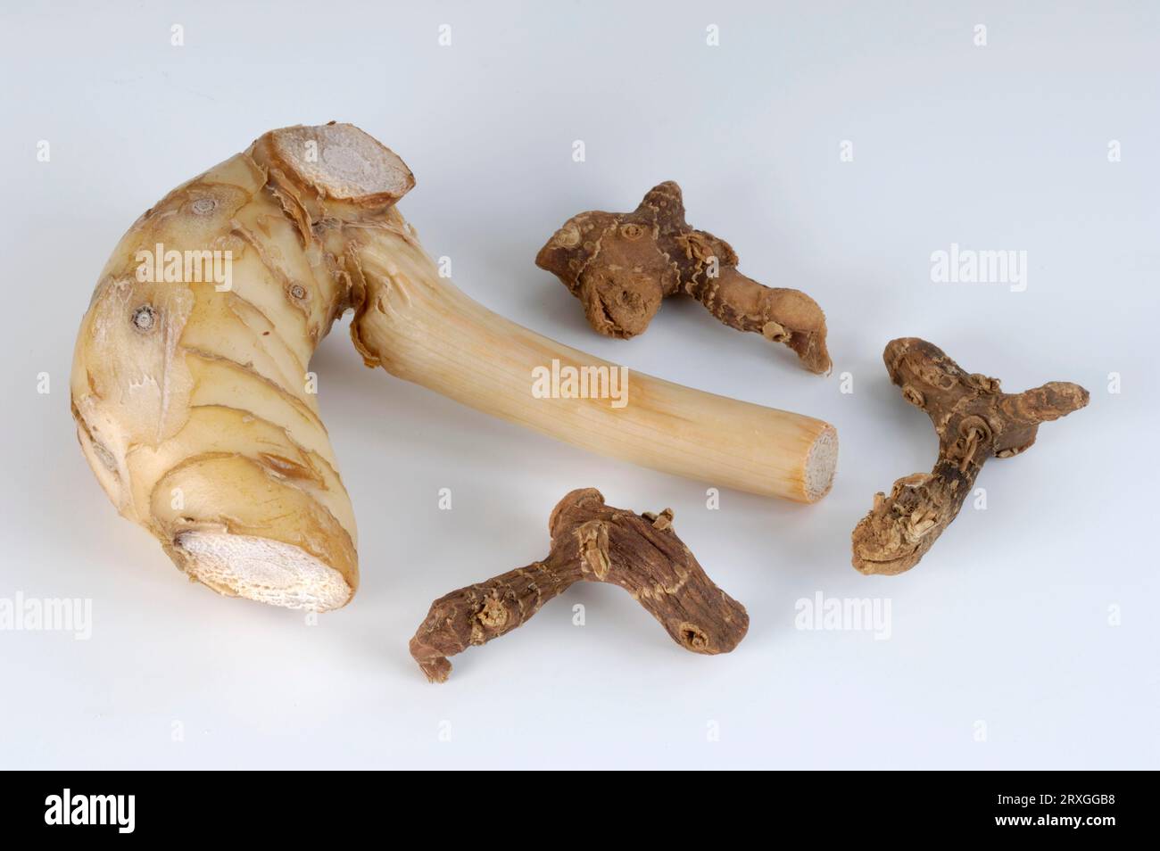 Greater galangal root (Alpinia galanga Stock Photo - Alamy