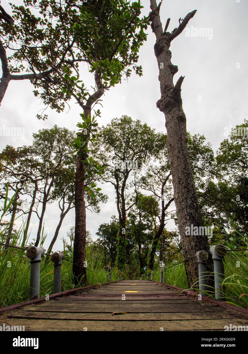 Walkway through the national park's tropical jungle. Grass and big tree ...