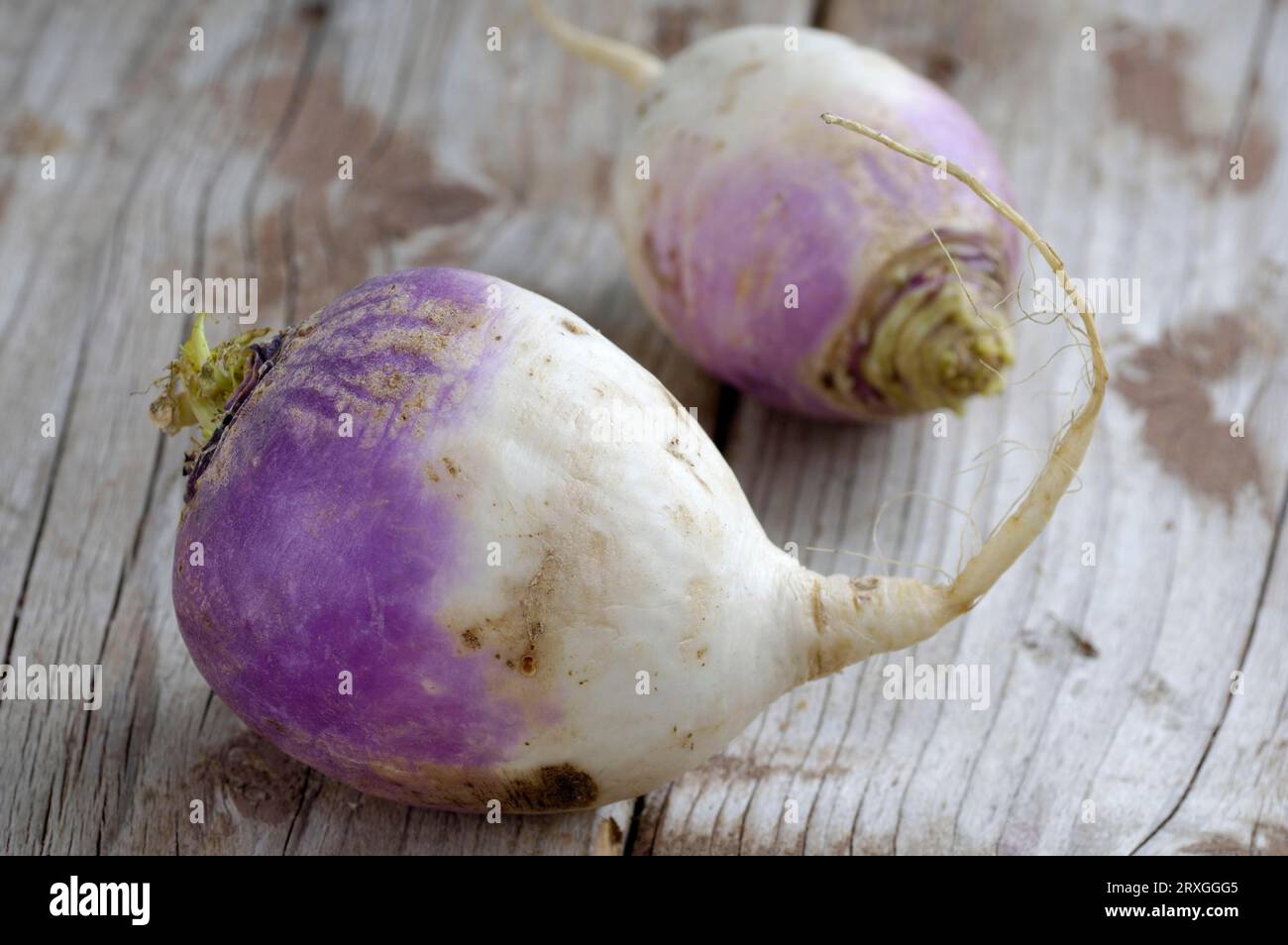 Beta vulgaris var rapa hi-res stock photography and images - Alamy