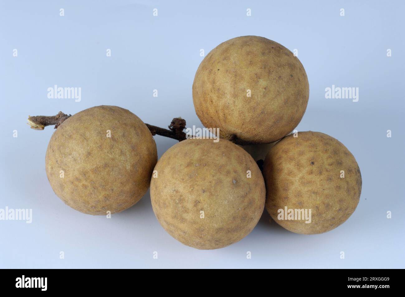 Dragon eye fruit (Euphoria longanm) (Nephelium longana), Lungan Stock ...
