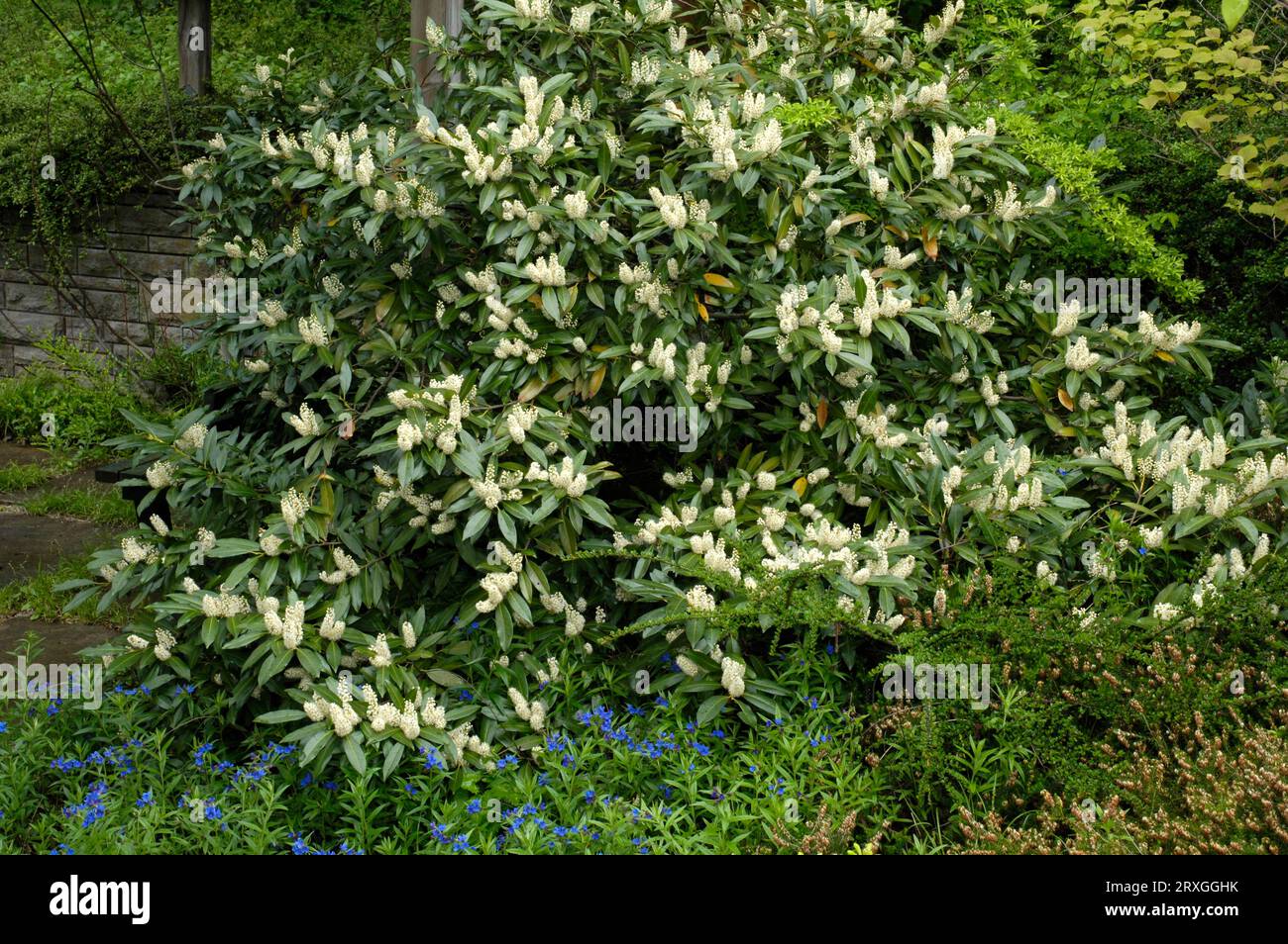 Cherry Laurel (Prunus laurocerasus Stock Photo - Alamy