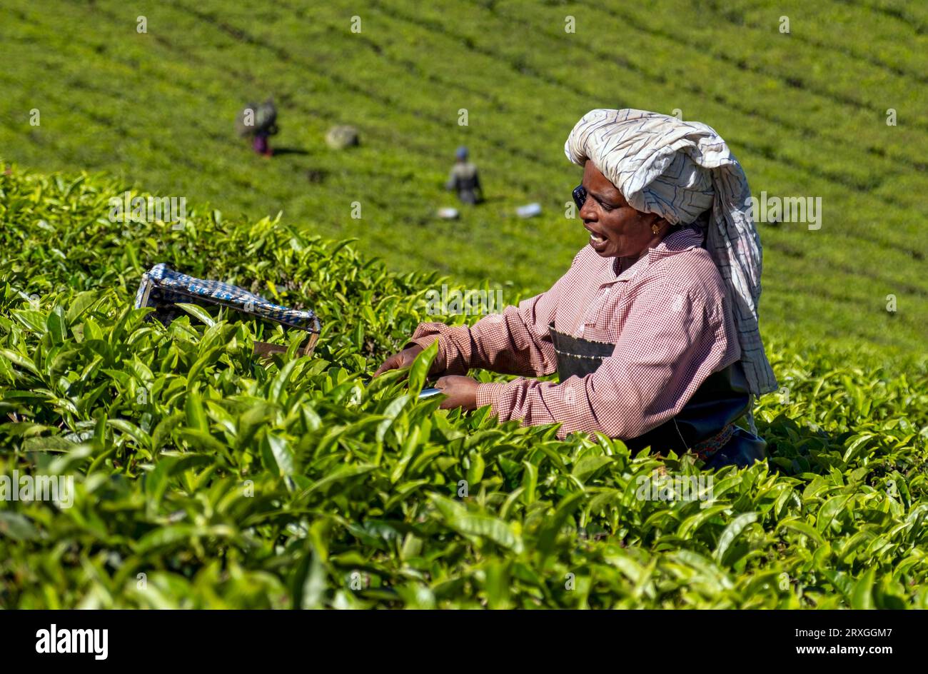 Tea picker with moibile phone at plantation in Munnar, Kerala, India ...