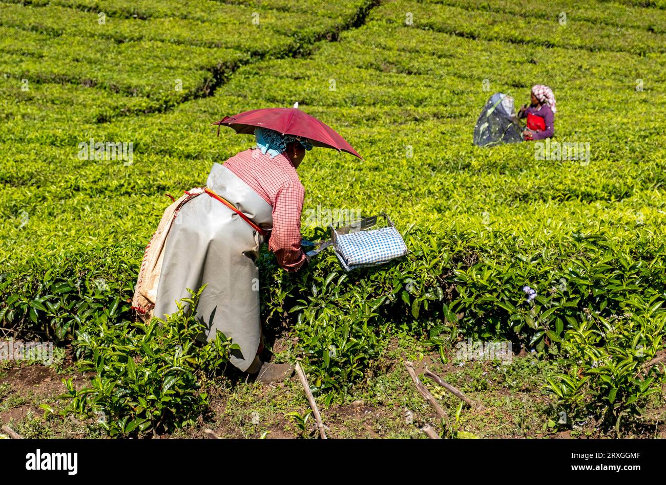 Tea pickers, Munnar, Kerala, India Stock Photo - Alamy