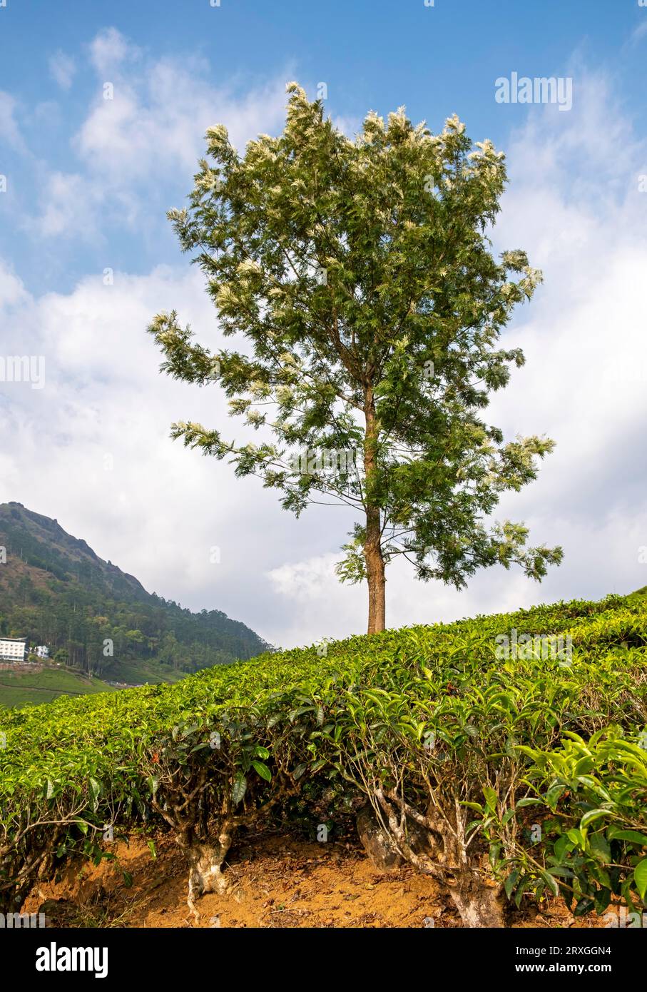 Lone Tree In Tea Plantation, Munnar, Kerala, India Stock Photo - Alamy