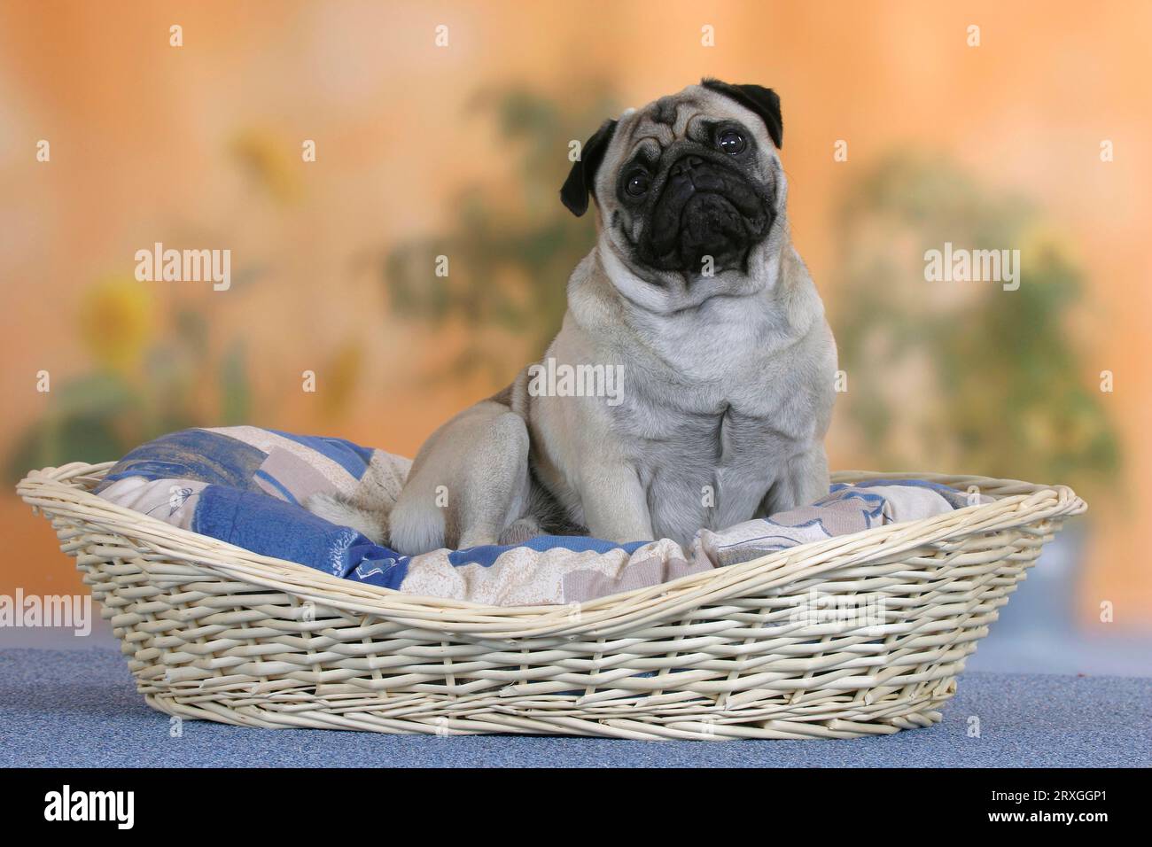 Pug in dog basket Stock Photo - Alamy