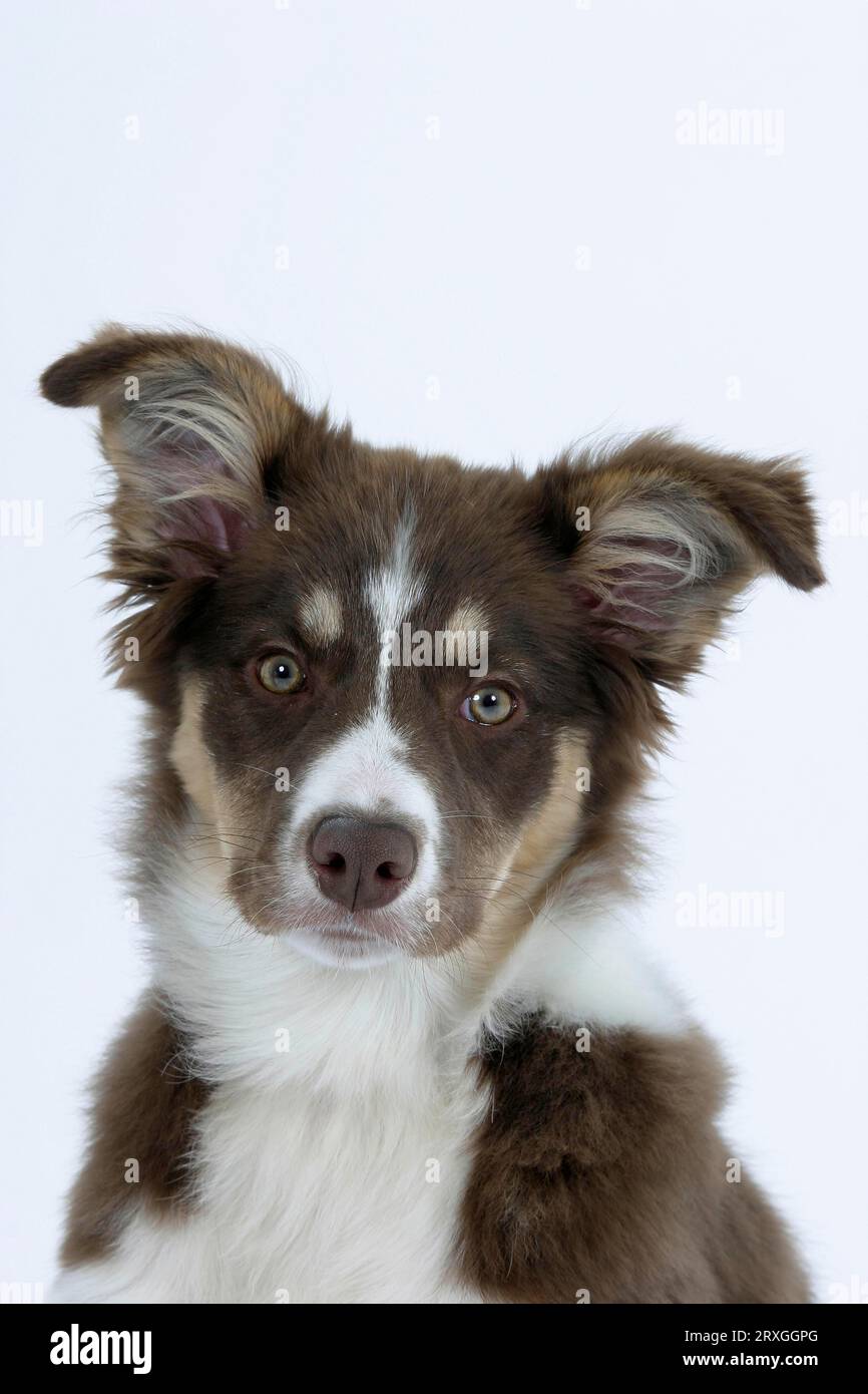 Border Collie, puppy, 4 months Stock Photo - Alamy