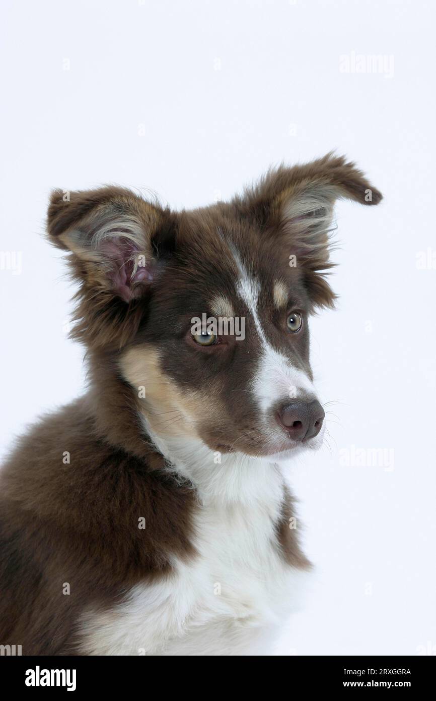 Border Collie, puppy, 4 months Stock Photo - Alamy