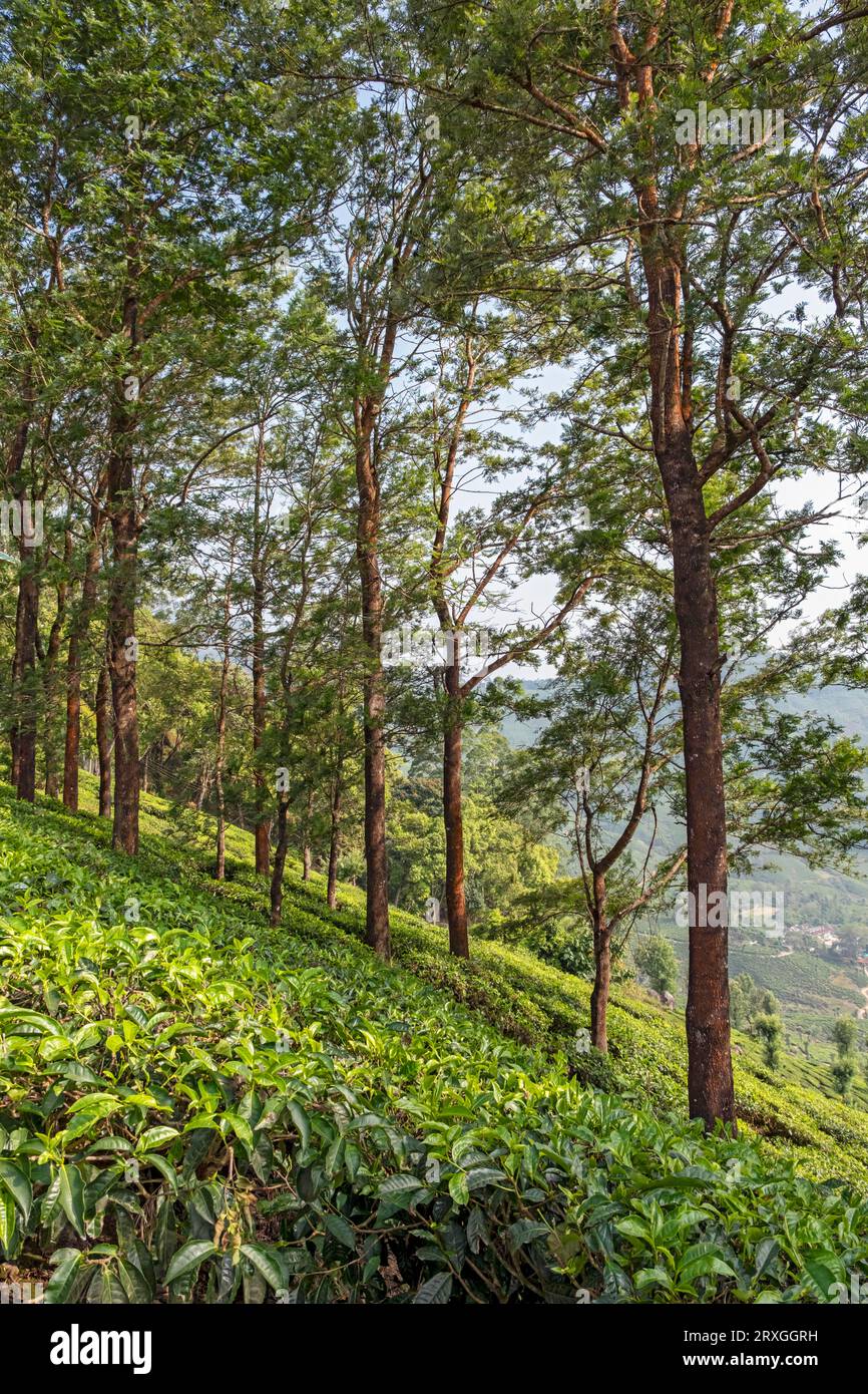 Munnar hill station hi-res stock photography and images - Alamy