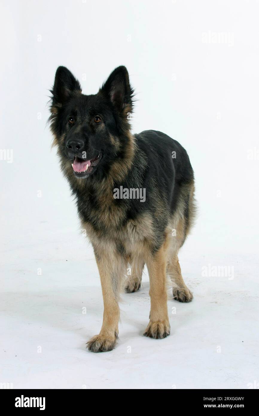 German Shepherd, German Shepherd, indoor, studio Stock Photo - Alamy