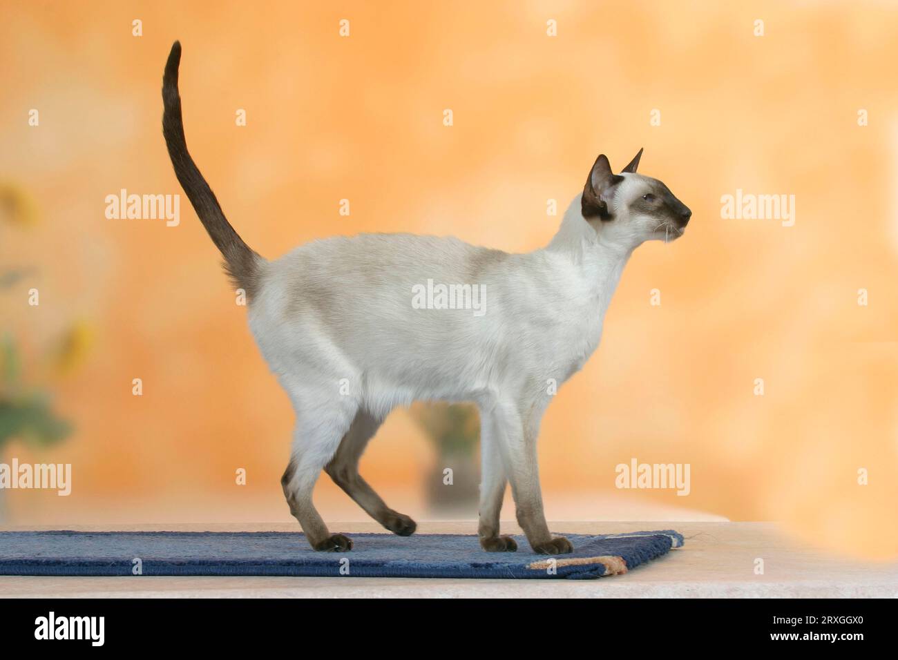 Siamese cat, chocolate-point, Siamese, Siamese, sideways Stock Photo ...