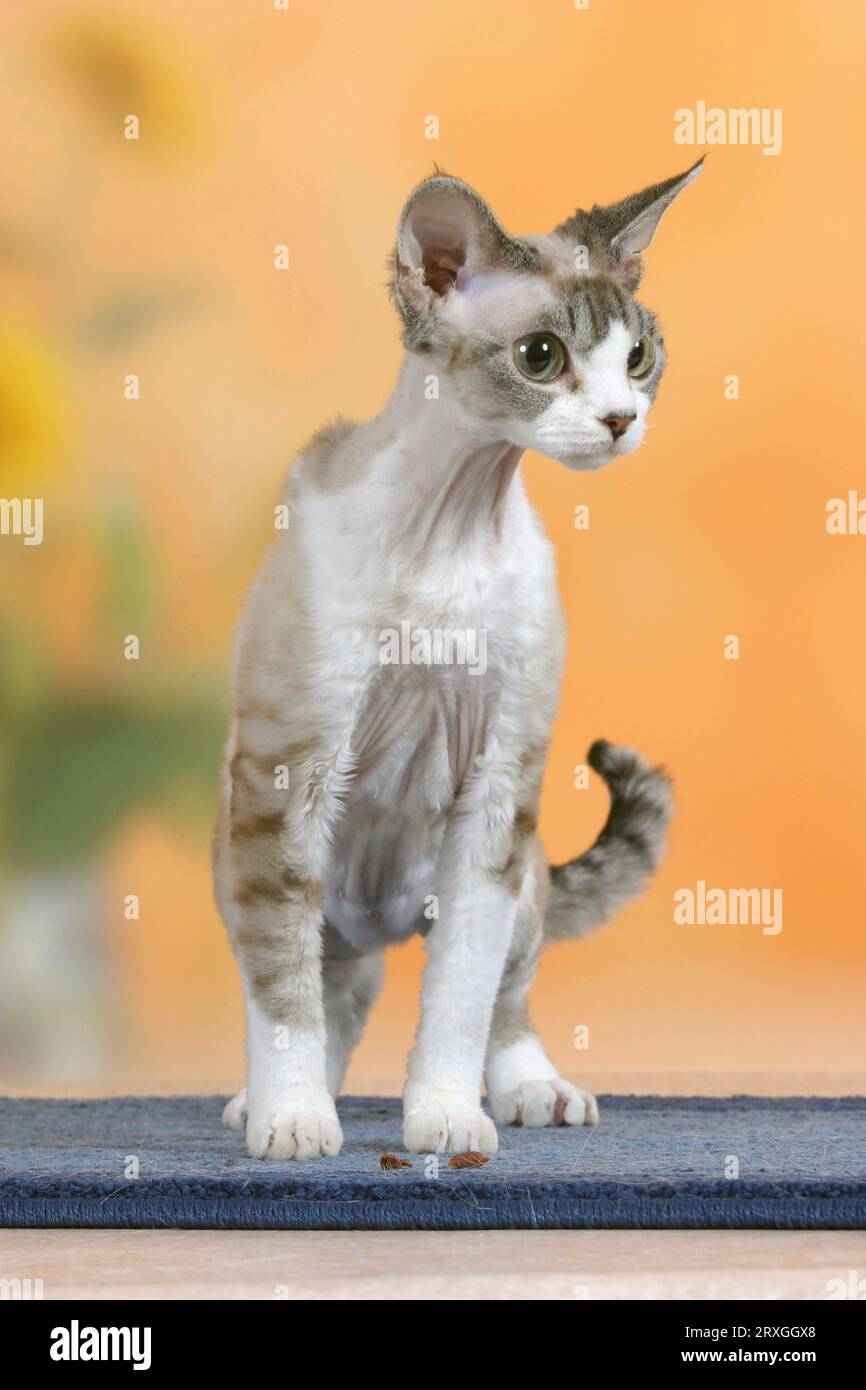 Rex photo studio hi-res stock photography and images - Alamy