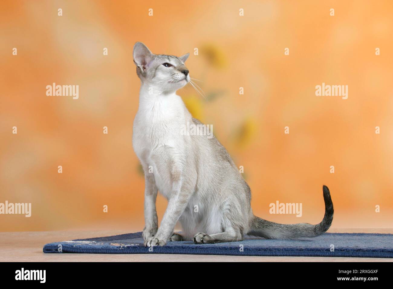 Siamese cat, seal-tortie-tabby-point, Siamese, Siamesin Stock Photo - Alamy