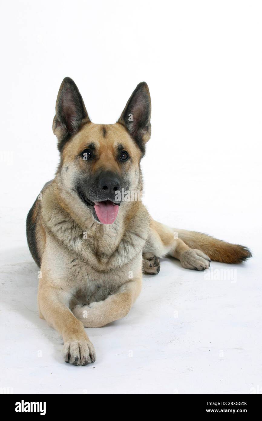 German Shepherd, German Shepherd, indoor, studio Stock Photo - Alamy