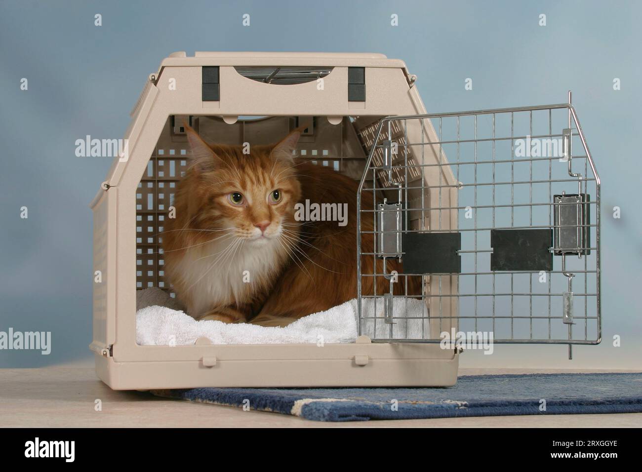 Maine Coon cat in open transport box Stock Photo - Alamy