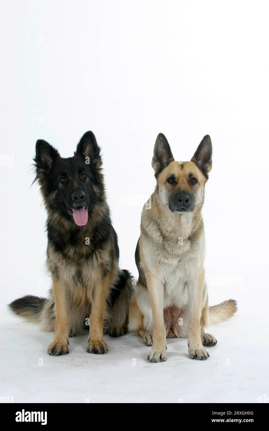 German Shepherds, German Shepherd Dogs, indoor, studio Stock Photo - Alamy
