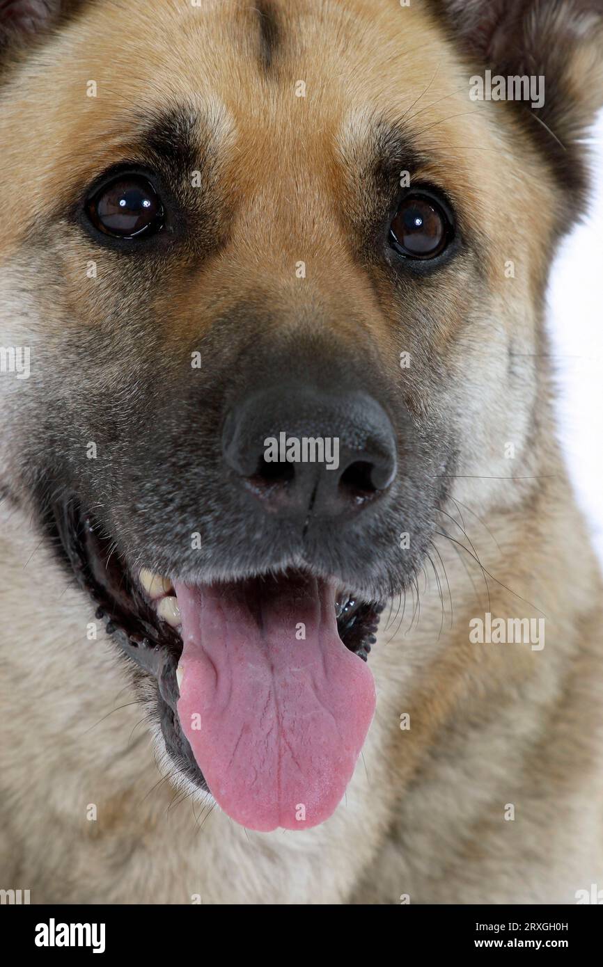 German Shepherd, German Shepherd, indoor, studio Stock Photo - Alamy