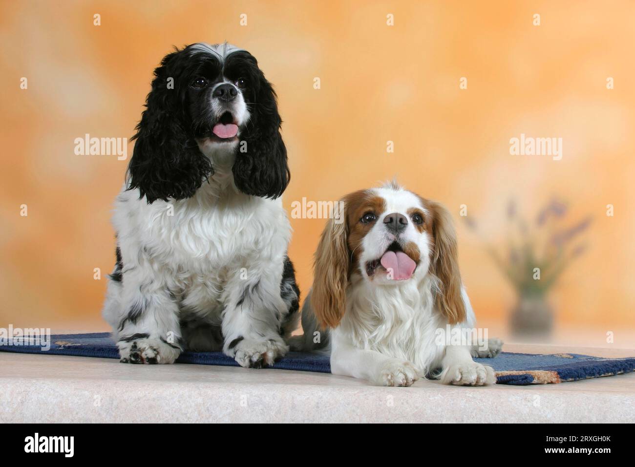 Couple american cocker spaniel hi-res stock photography and images - Alamy
