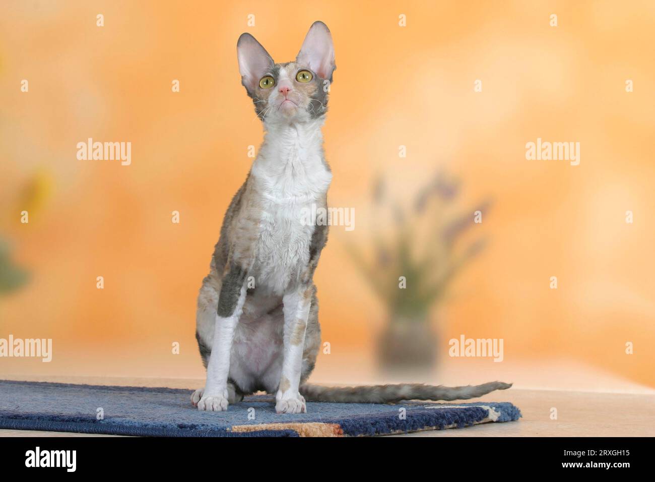 Cornish Rex Cat, bicolour blue-tortie Stock Photo - Alamy
