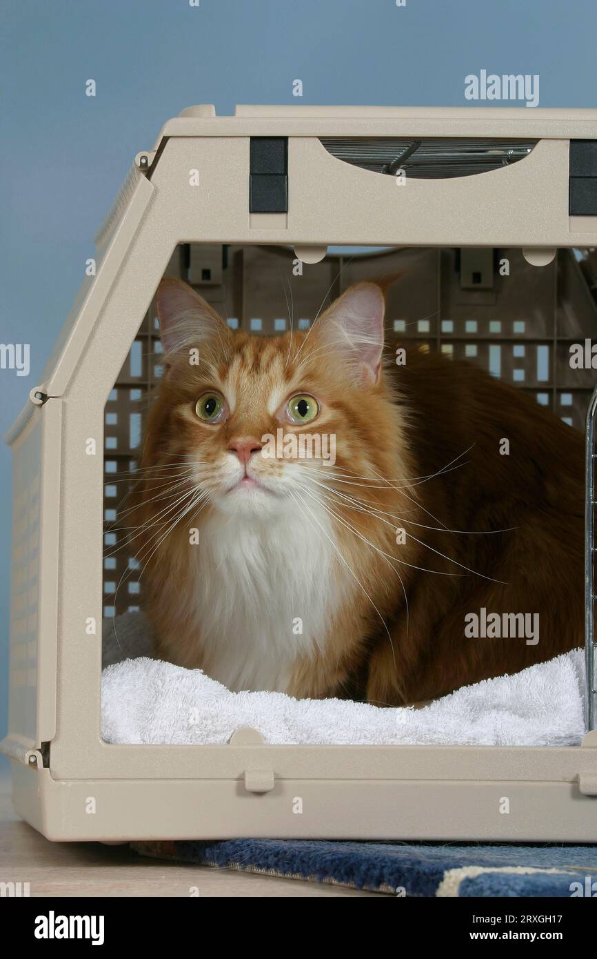 Maine Coon cat in open transport box Stock Photo - Alamy