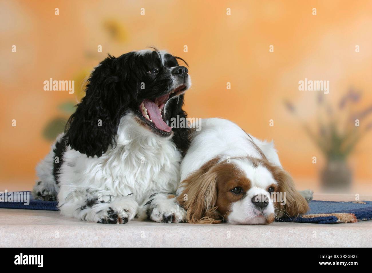 American Cocker Spaniel and Cavalier King Charles Spaniel, Blenheim ...