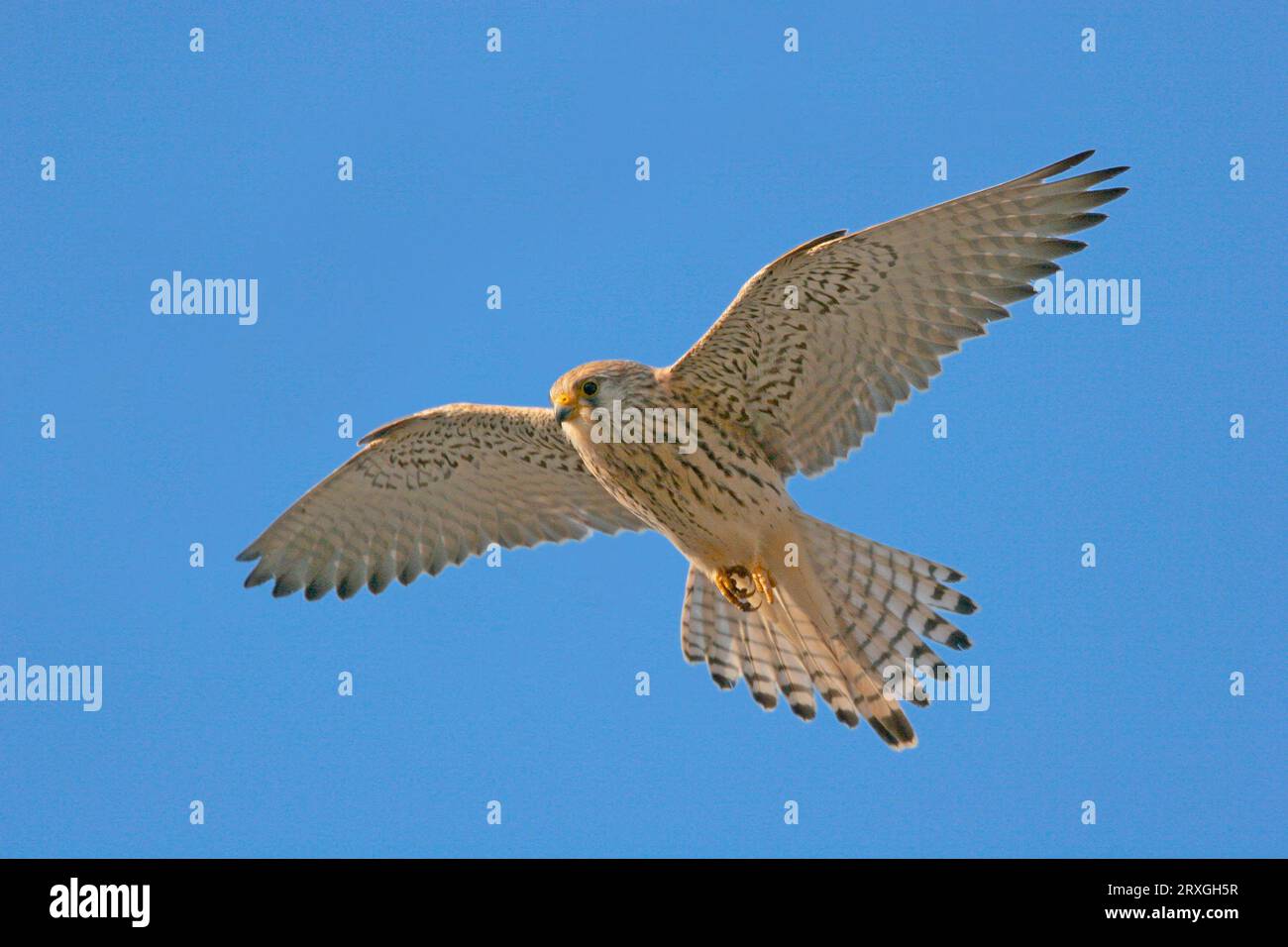 Lesser Kestrel (Falco naumanni), female, Spain, freistellbar Stock ...