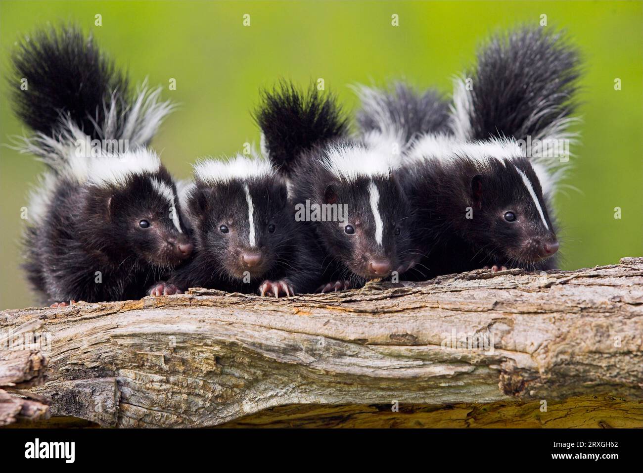 Young Striped Skunks (Mephitis mephitis Stock Photo - Alamy