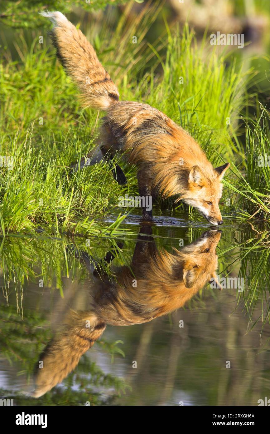 American Red Fox (Vulpes vulpes fulva Stock Photo - Alamy
