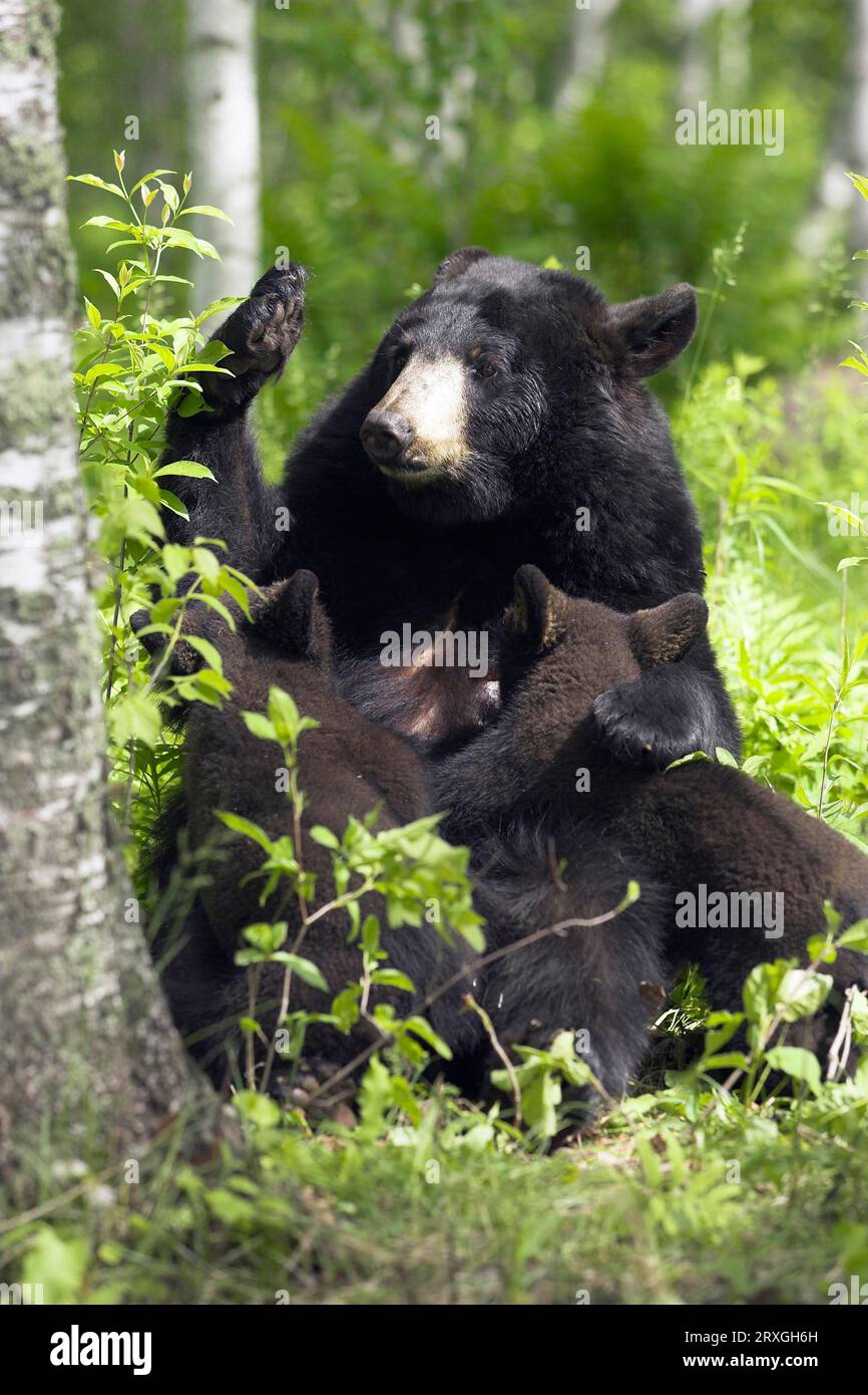 Black Bear, female nursing cubs (Ursus americanus), cub Stock Photo - Alamy