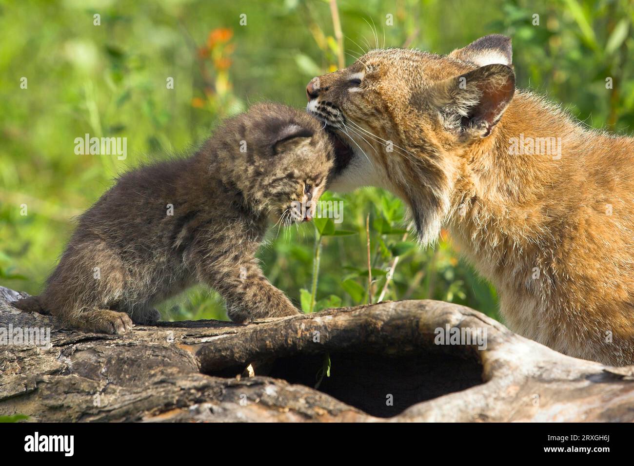 Bobcat (Lynx rufus) with cub (Felis rufa Stock Photo - Alamy