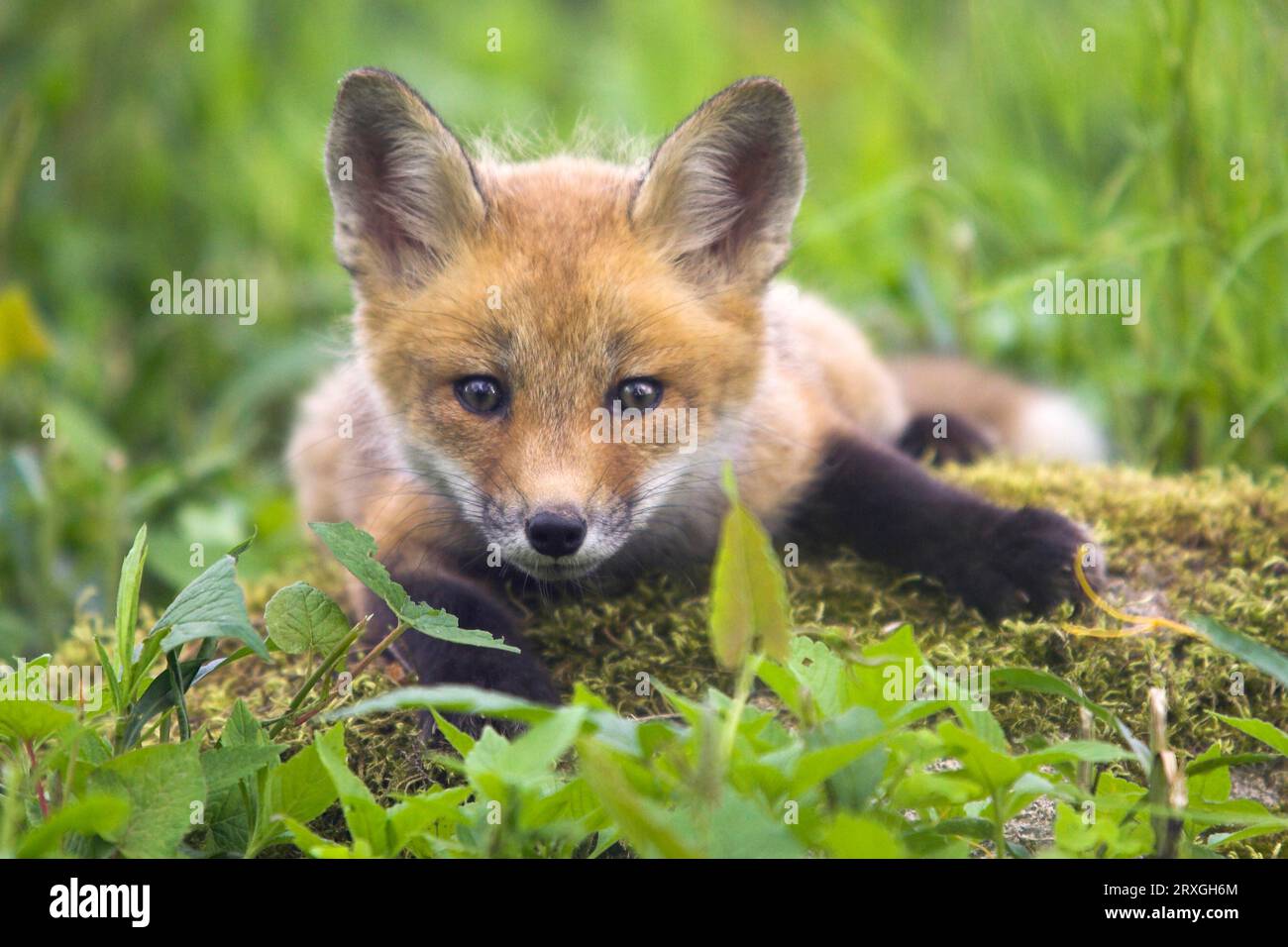 Cub vulpes vulpes fulva cub hi-res stock photography and images - Alamy