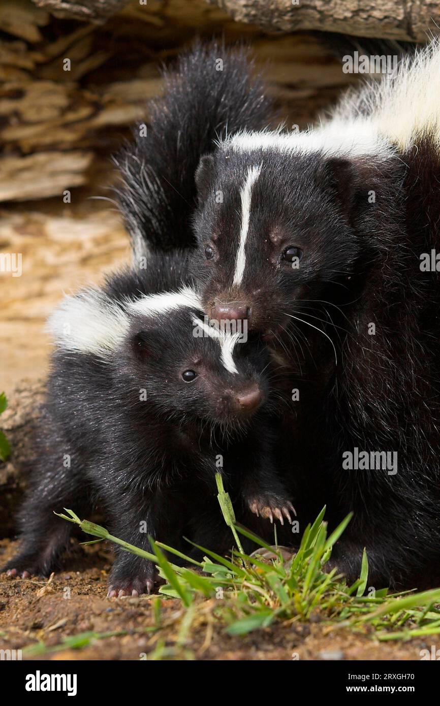Striped Skunk (Mephitis mephitis) with young Stock Photo - Alamy