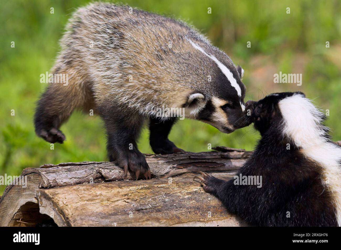Striped Skunk (Mephitis mephitis) and North American Badger (Taxidea ...