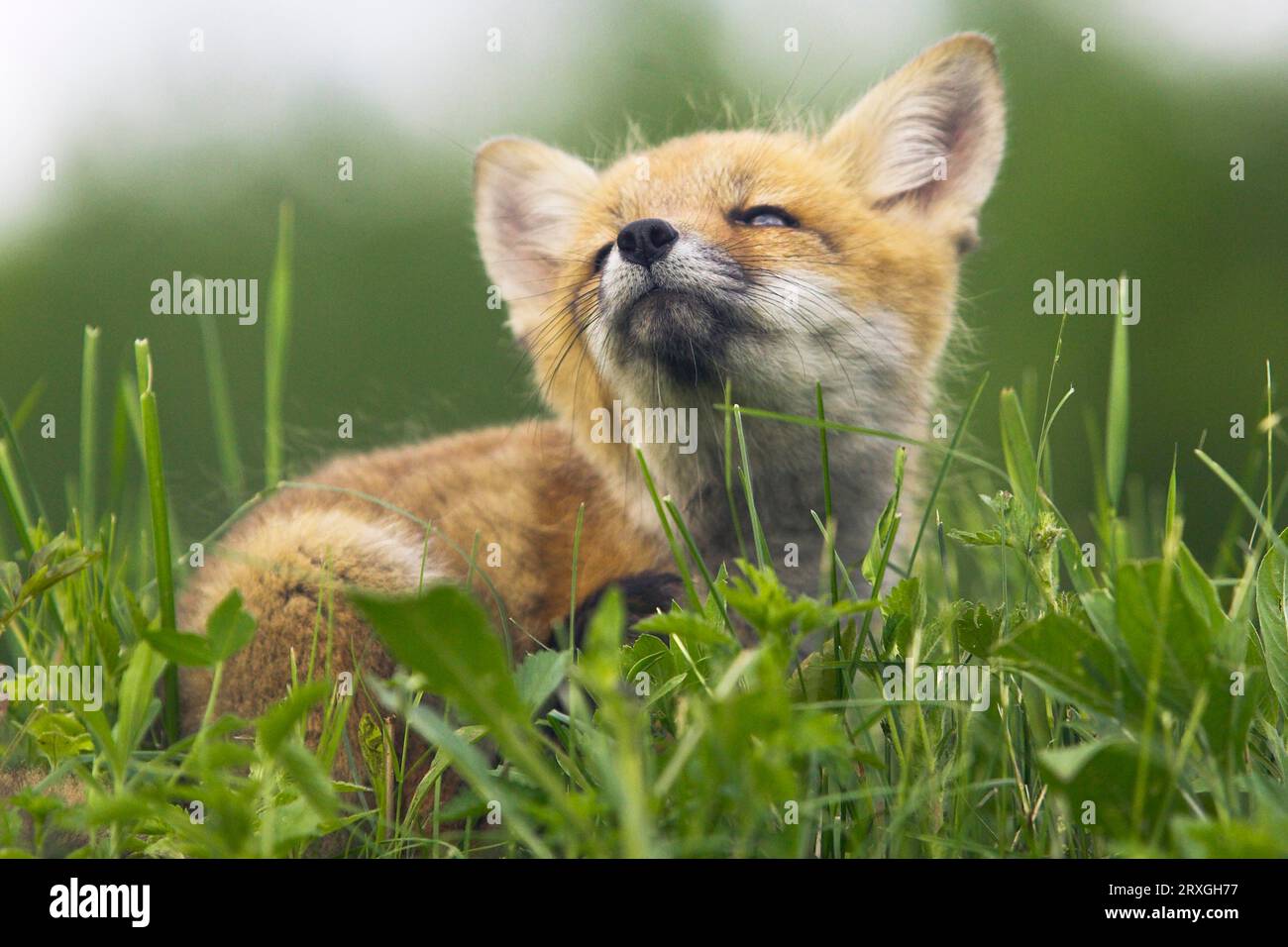Cub vulpes vulpes fulva cub hi-res stock photography and images - Alamy