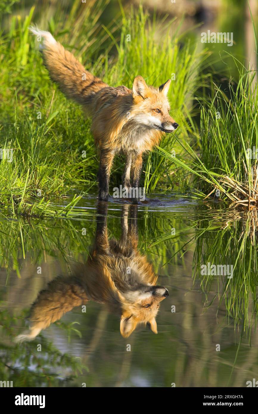 American Red Fox (Vulpes vulpes fulva Stock Photo - Alamy