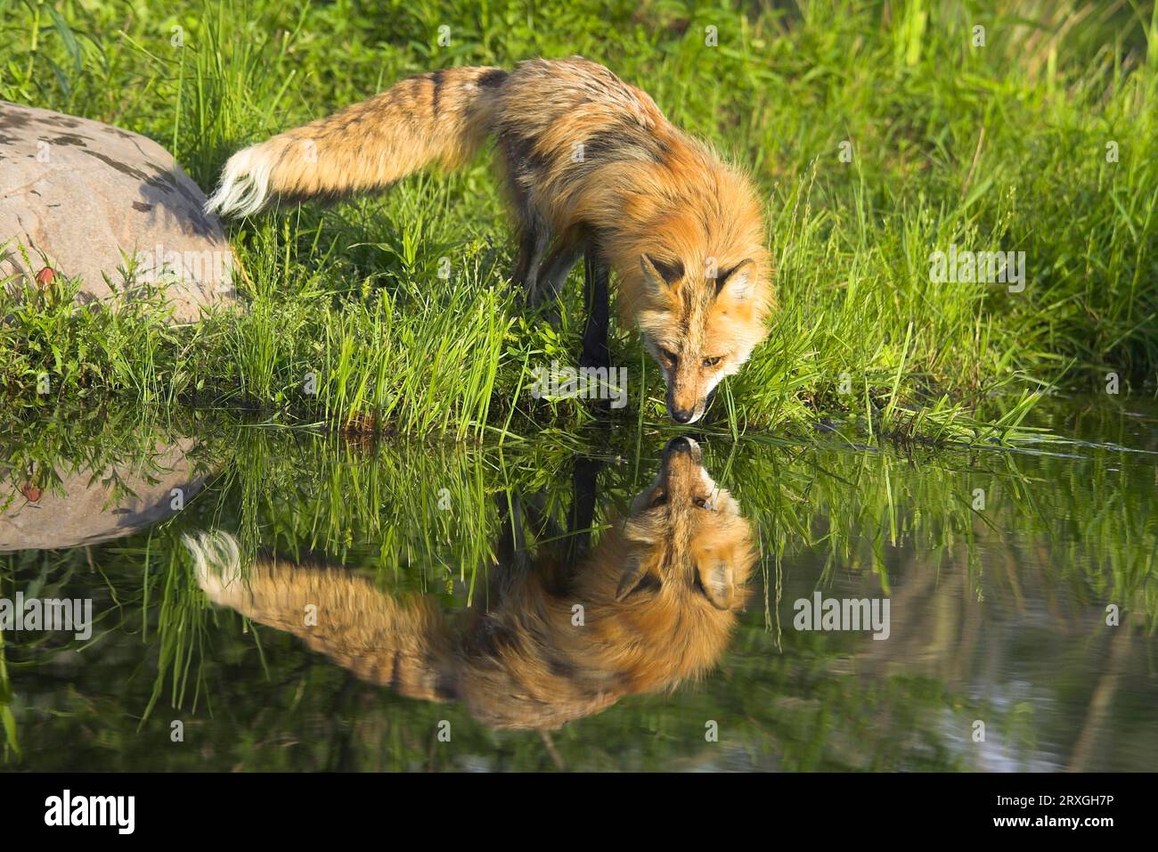 Thirsty red fox hi-res stock photography and images - Alamy