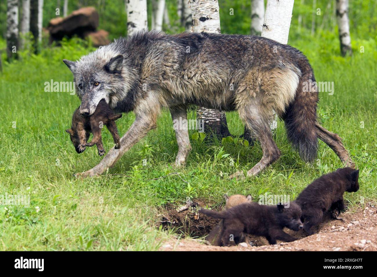 Timber wolf canis lupus group hi-res stock photography and images - Alamy