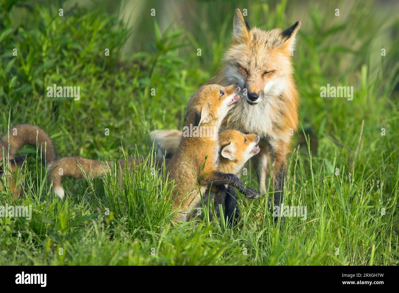 Red male fox and cubs hi-res stock photography and images - Alamy