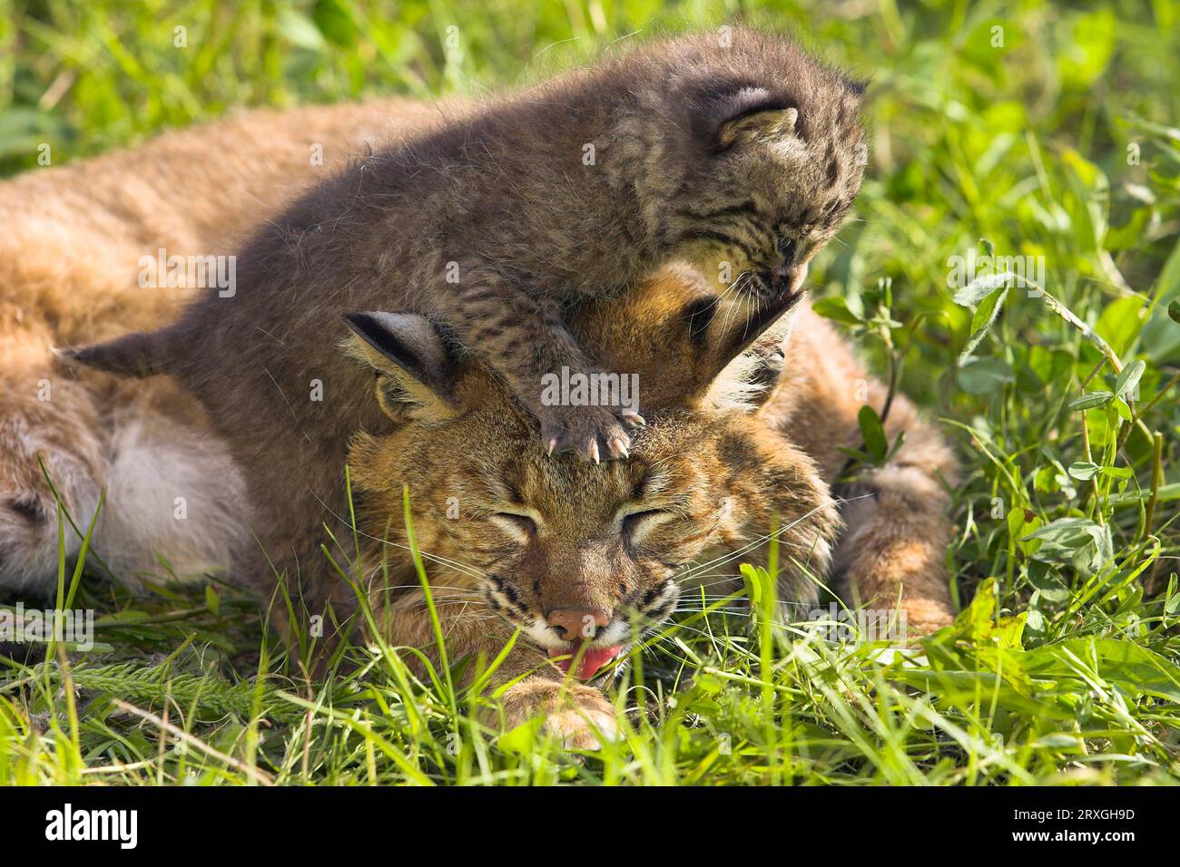 Bobcat (Lynx rufus) with cub (Felis rufa Stock Photo - Alamy