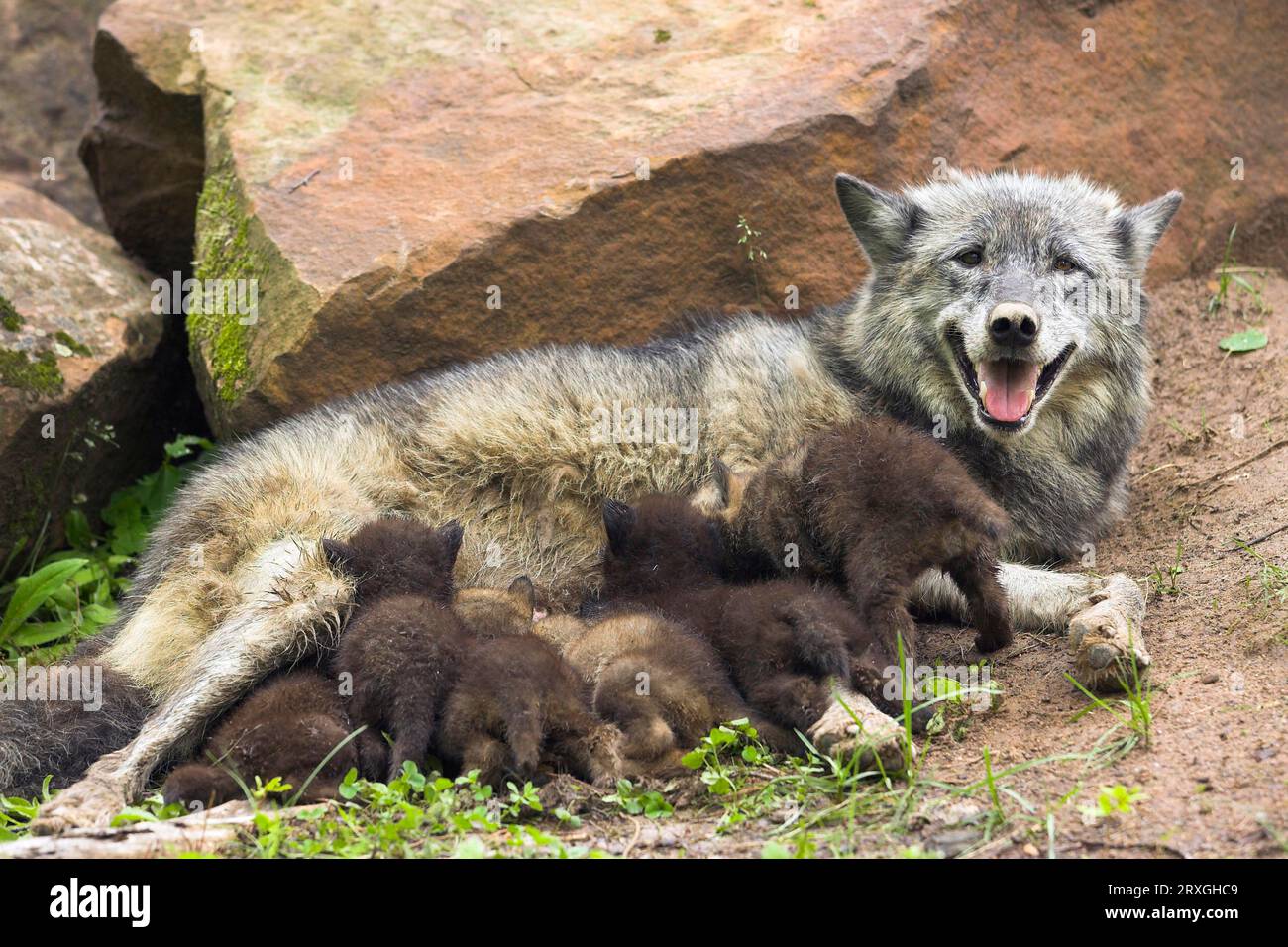 Timber Wolves, female nursing cubs (Canis lupus), cub Stock Photo - Alamy