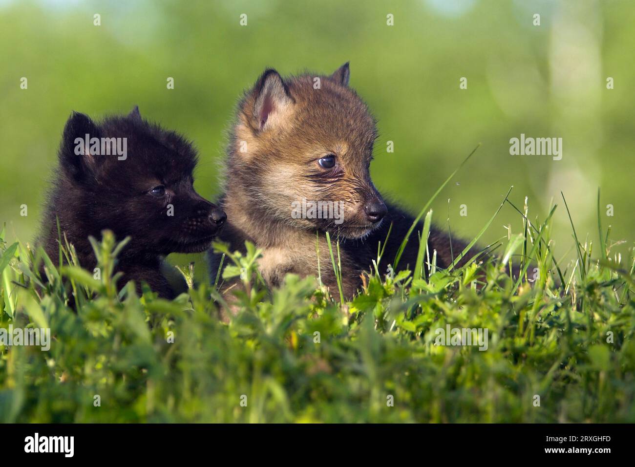 Timber Wolves, cubs (Canis lupus), cub Stock Photo - Alamy