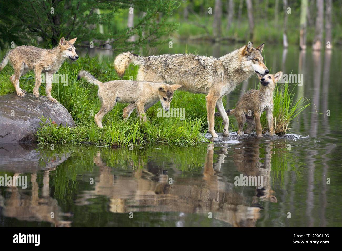 Timber Wolves, female with cubs (Canis lupus), cub Stock Photo - Alamy