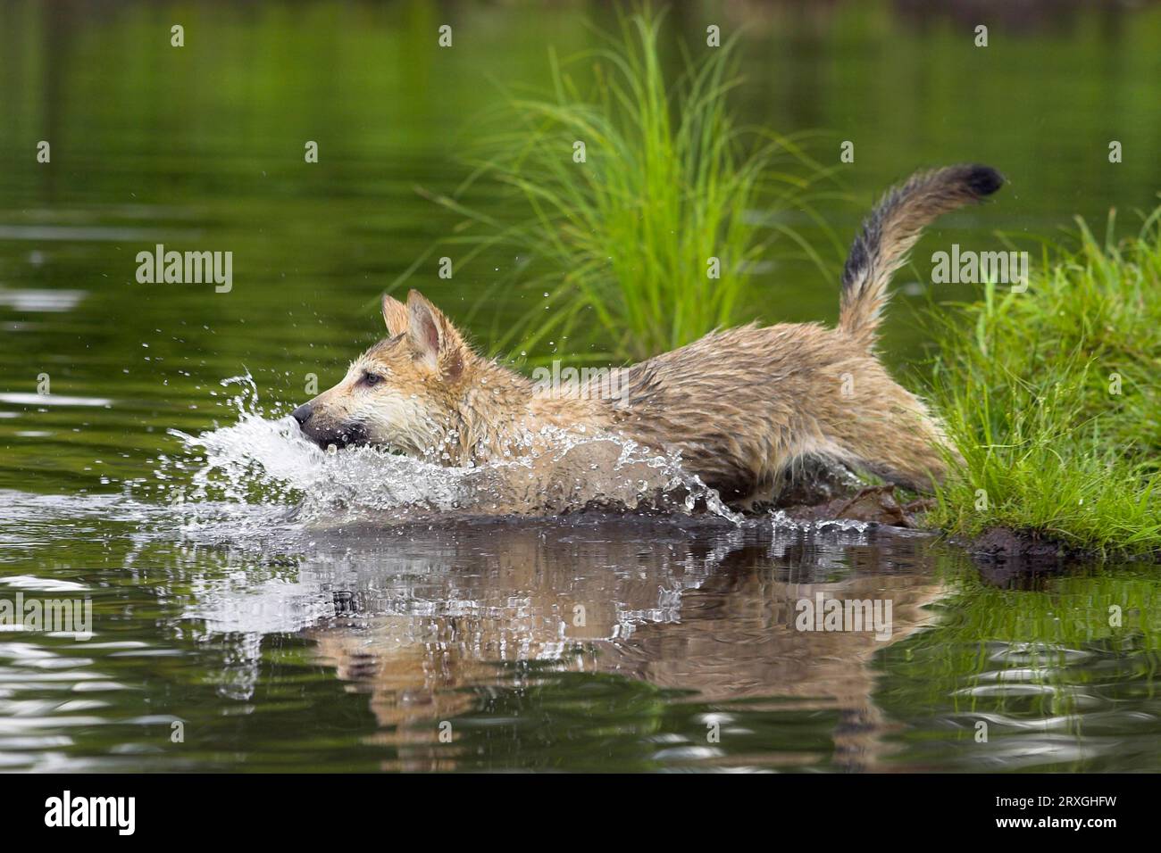 Baby timber wolf hi-res stock photography and images - Alamy