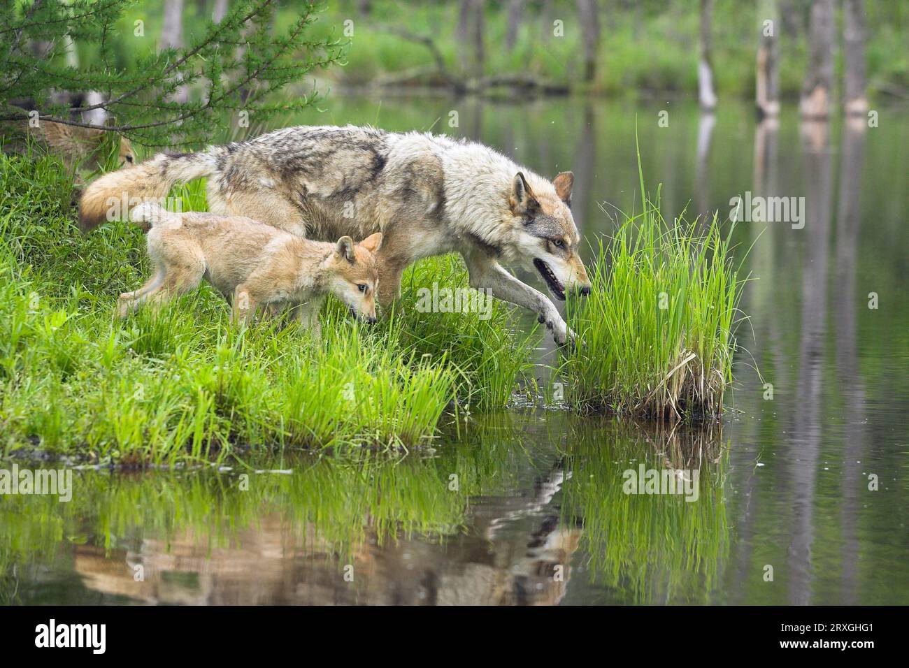 Timber Wolves, female with cub (Canis lupus Stock Photo - Alamy