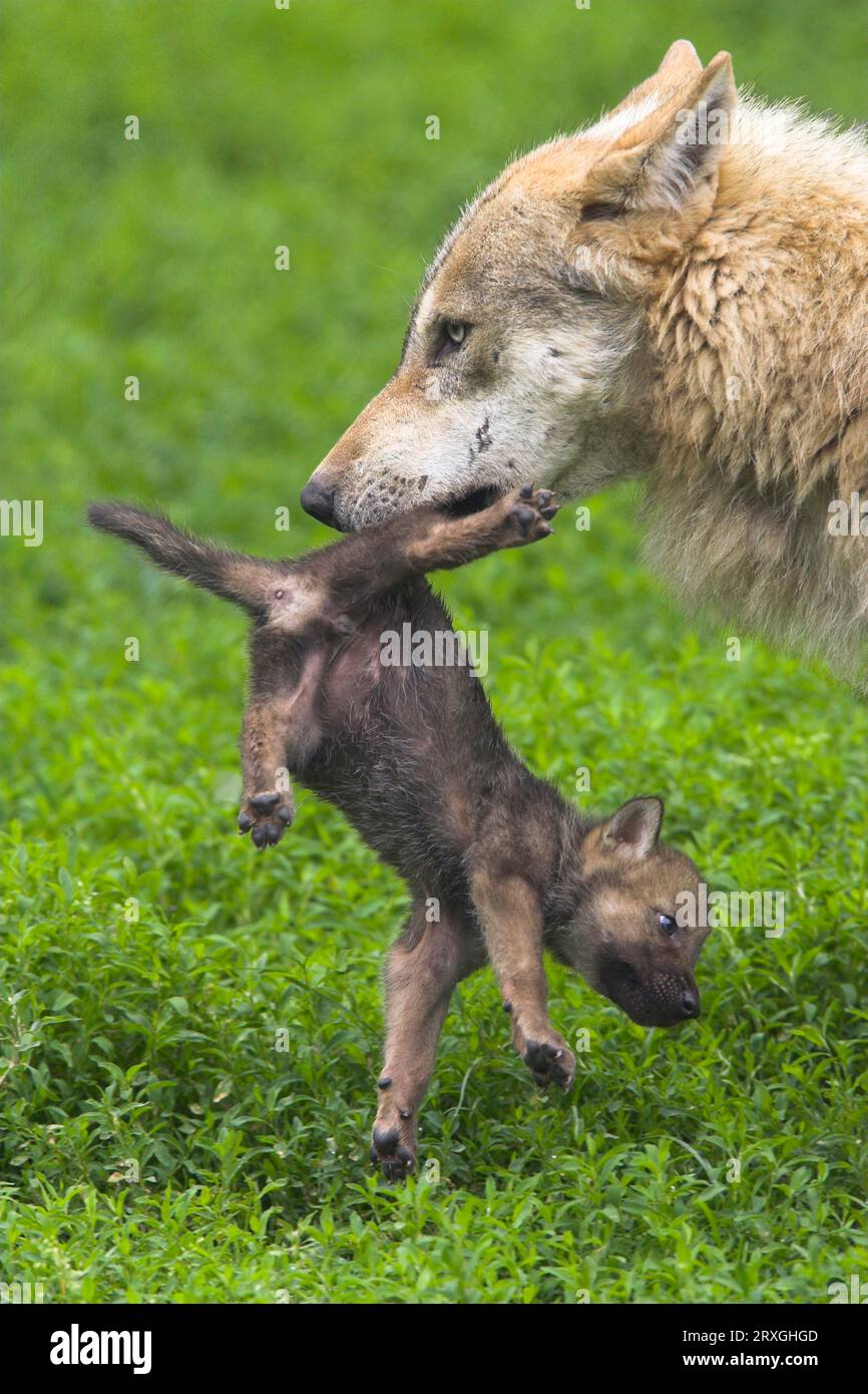 Gray wolf (Canis lupus) with young Stock Photo - Alamy