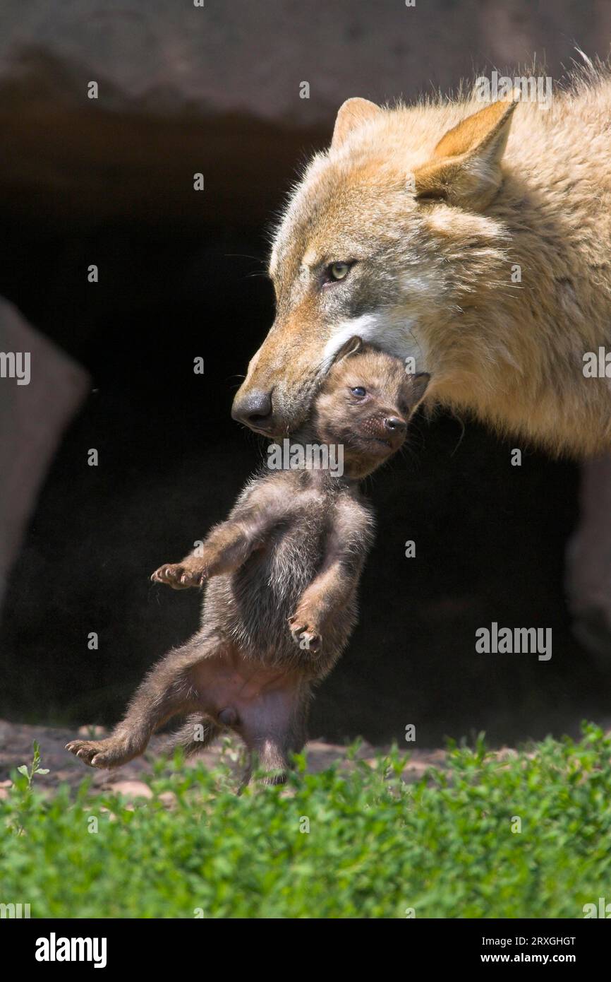 Wolf cub baby hi-res stock photography and images - Alamy