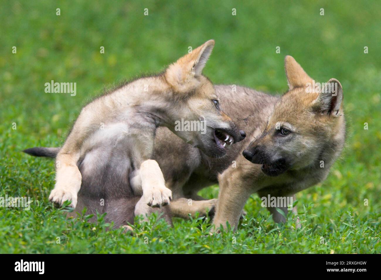 Wolf with wolf cubs hi-res stock photography and images - Alamy